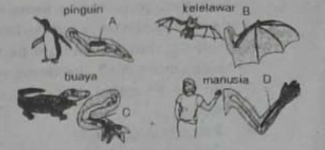 Organ-organ yang ditunjukkan oleh huruf A, B, C, d...
