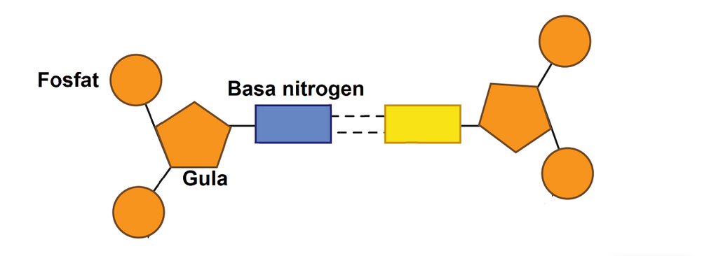 buat struktur DNA dengan 2 nukleotida...