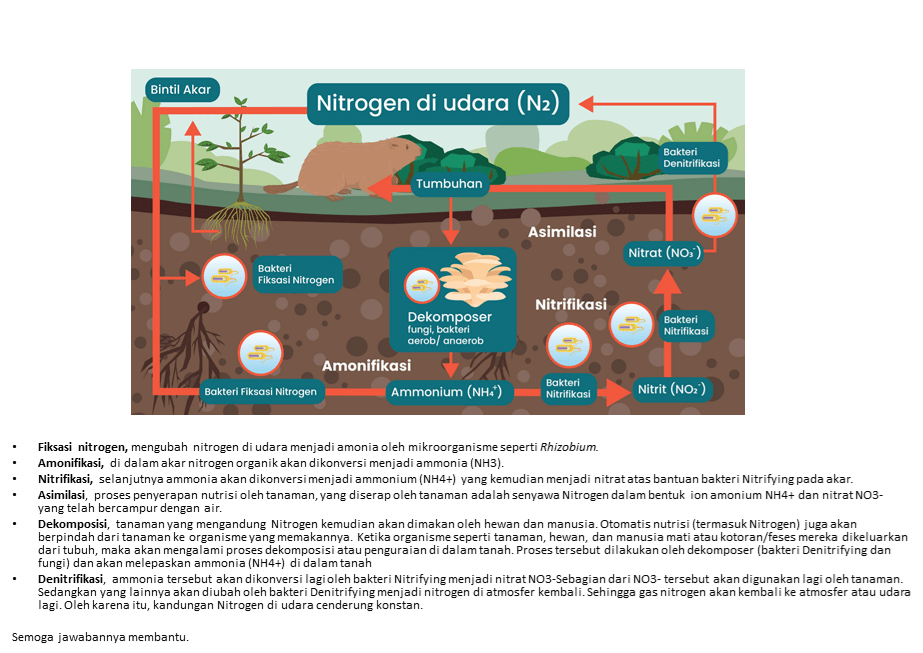 Pernyataan yang BENAR terkait dengan siklus nitrog...