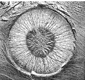 Pada sebagian besar tumbuhan Conifer, noktah (pit)...