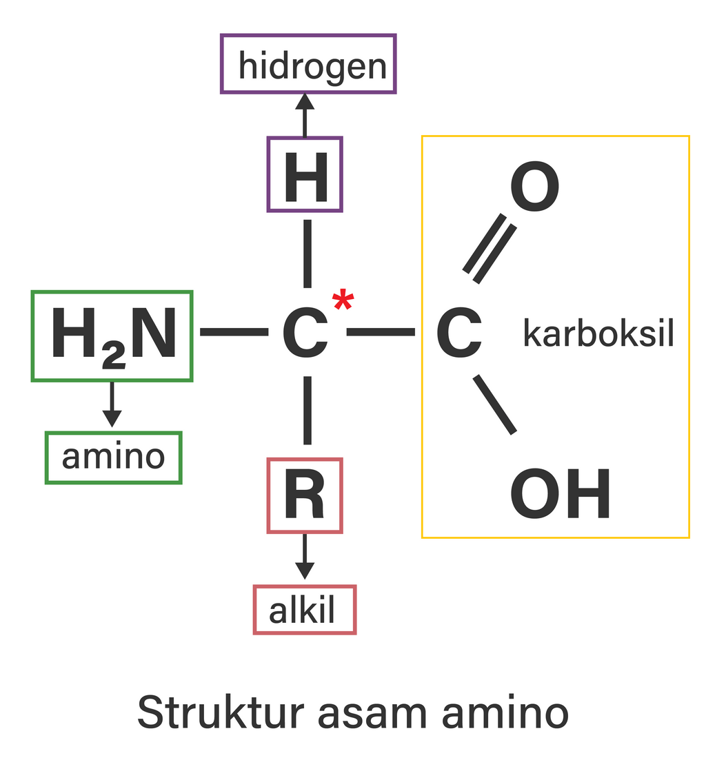 Rumus struktur umum dari asam alfa amino adalah se...