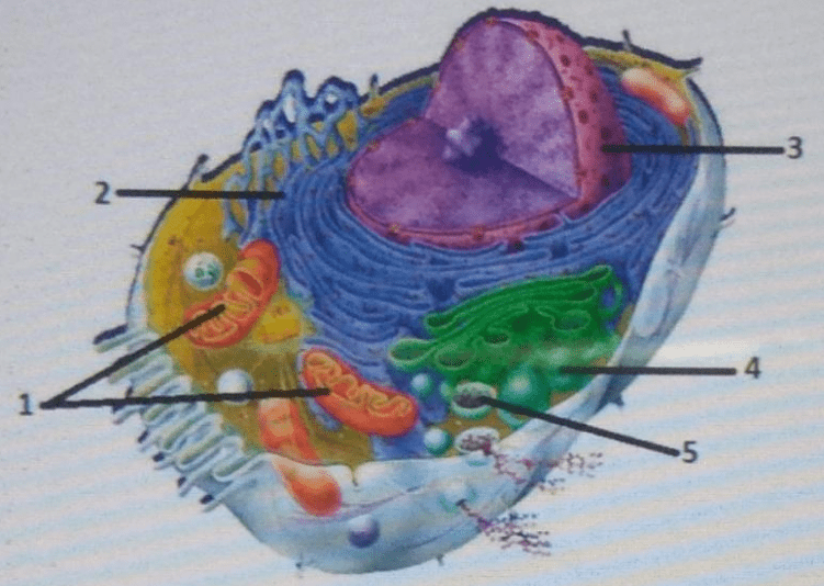 Perhatikan gambar struktur sel berikut! Pernyata...