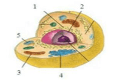 Perhatikan gambar sel hewan berikut! Bagian yang ...