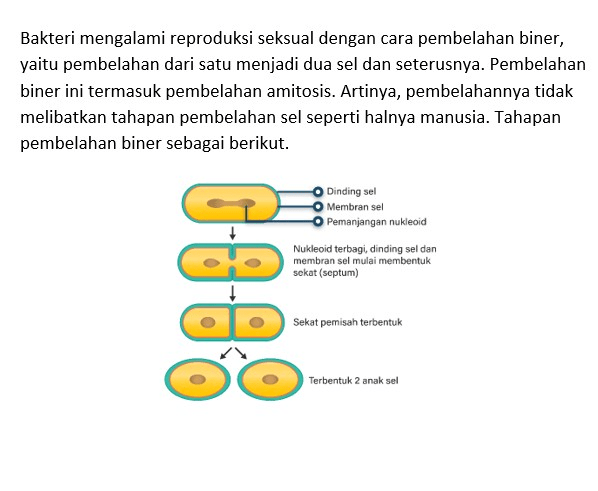 Buatlah Skema Reproduksi Bakteri Dengan Cara Pembe