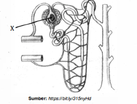 Perhatikan gambar nefron berikut! Peristiwa yang...