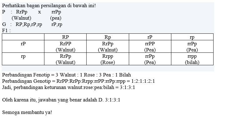 Dari persilangan ayam walnut (sumpel) (RrPp) denga...