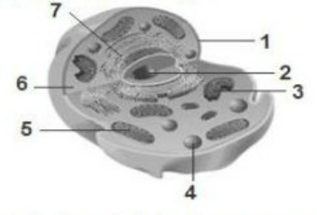 perhatikan gambar sel berikut. organel sel yang be...