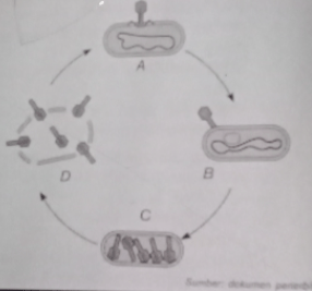 Perhatikan gambar berikut! Tahap yang ditunjukkan ...