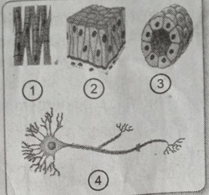 Perhatikan gambar berikut! Bentuk sel pada setiap...