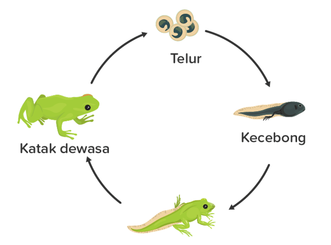 daur hidup katak=...