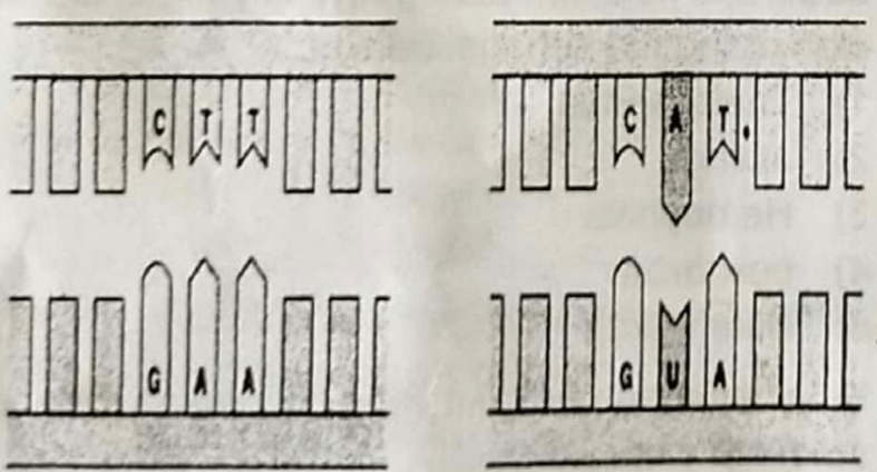 Perhatikan gambar peristiwa mutasi gen di bawah in...