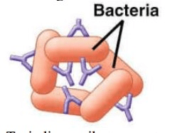 Terjadinya ikatan antara antibodi dan bakteri ters...