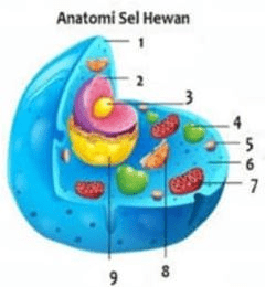 PERHATIKAN GAMBAR SEL BERIKUT INI! Anatomi Sel He...