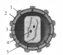 Perhatikan gambar struktur virus berikut. Nukleoka...