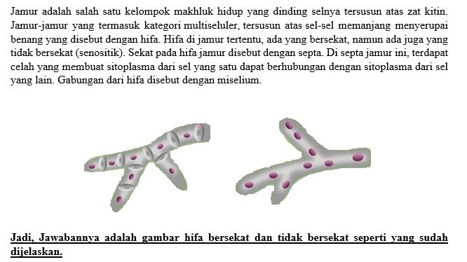 Jamur multiseluler terbentuk dari rangkaian sel ya...