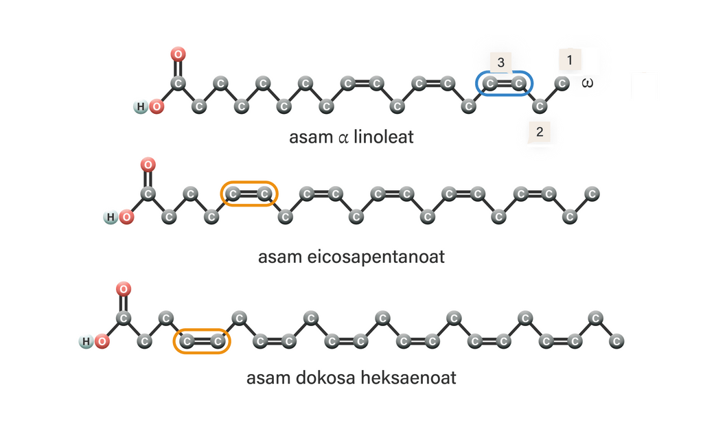 asam lemak pembentukan asam lemak omega 3...