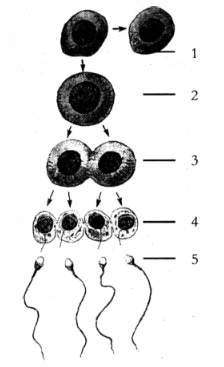 Perhatikan gambar berikut! Pada tahap spermatogene...