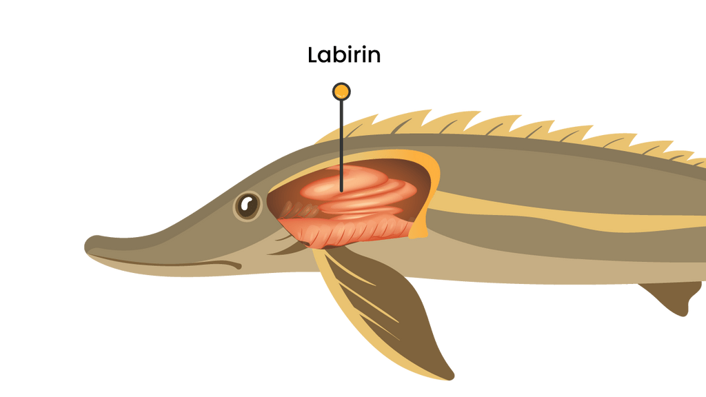 kenapa ikan lele masih hidup walaupun di lumpur sa...