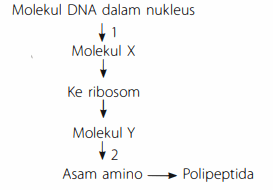 Kode DNA digunakan untuk produksi protein. Diagram...