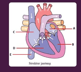 Perhatikan gambar berikut! Ruang jantung yang men...