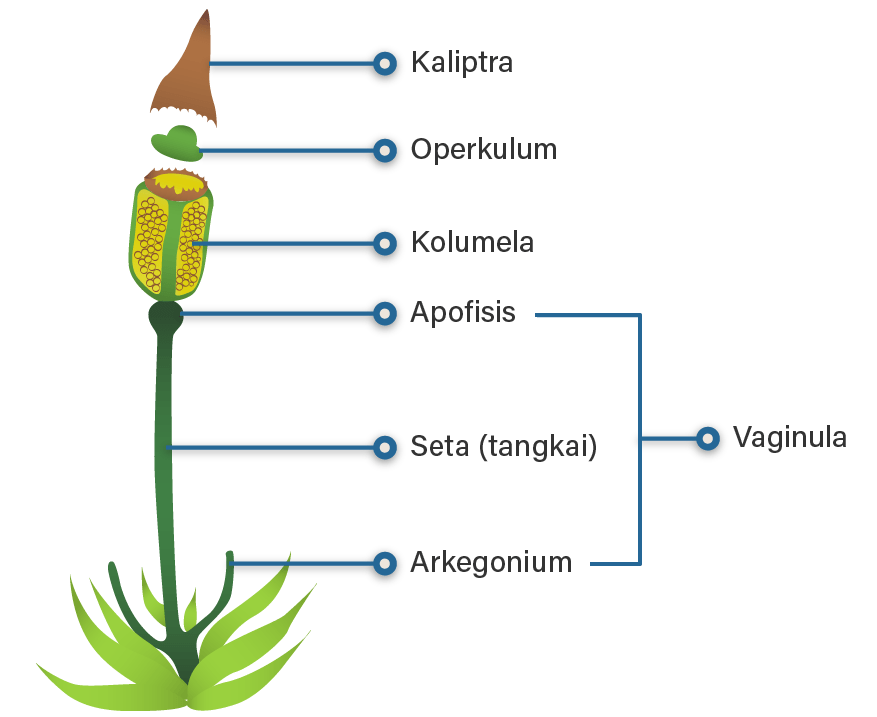 pengertian vaginula...
