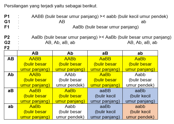 Pada persilangan antara tanaman padi bulir besar u...