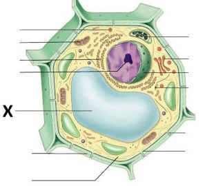Organel sel X dan fungsinya adalah … A. Nukleus, b...