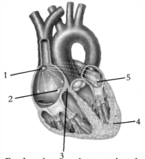 Saraf jantung terdiri atas 3 bagian utama. Salah s...