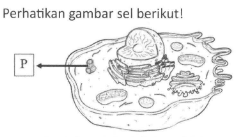 Perhatikan gambar sel berikut! Organel sel ditun...