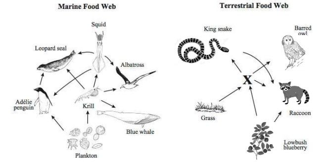Organisme pada jejaring makanan terestrial/daratan...