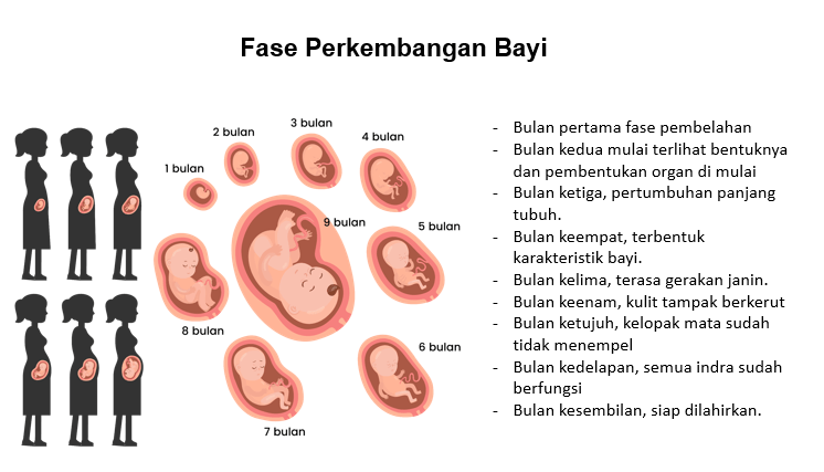apa saja ciri-ciri perkembangan bayi?...