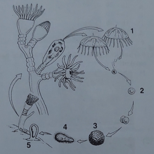 Obelia sp. mengalami siklus hidup seperti gambar b...