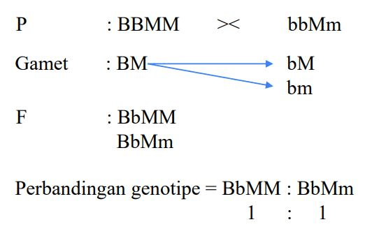 bagaiamana hasil dari perislangn BBMM x bbMm