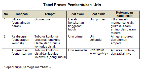 Tuliskan tahap-tahap pembentukan urin dalam bentuk...