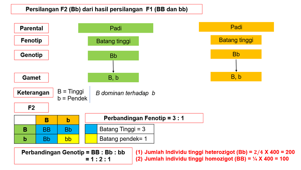 Padi berbatang tinggi disilangkan dengan padi berb...