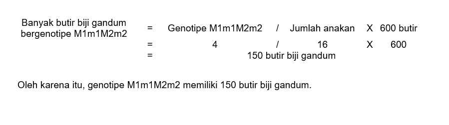 Disilangkan gandum warna merah muda (M1m1M2m2) den...