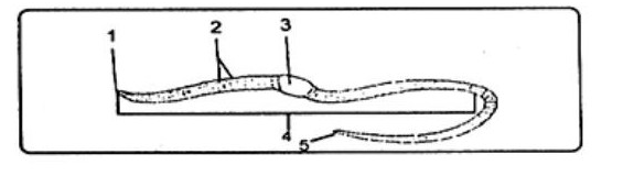 Pada gambar tersebut yang merupakan klitelum adala...