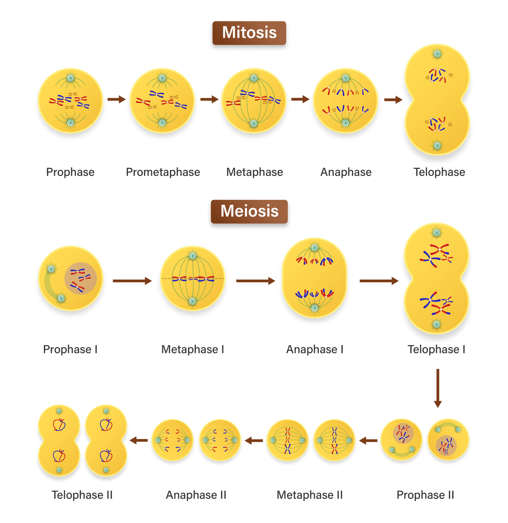 sebuah sel diploid memiliki 3 pasang kromosom homo...