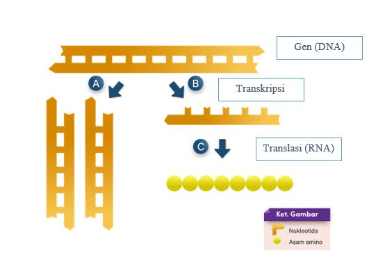 Buatlah gambar yang menjelaskan hubungan DNA, RNA,...