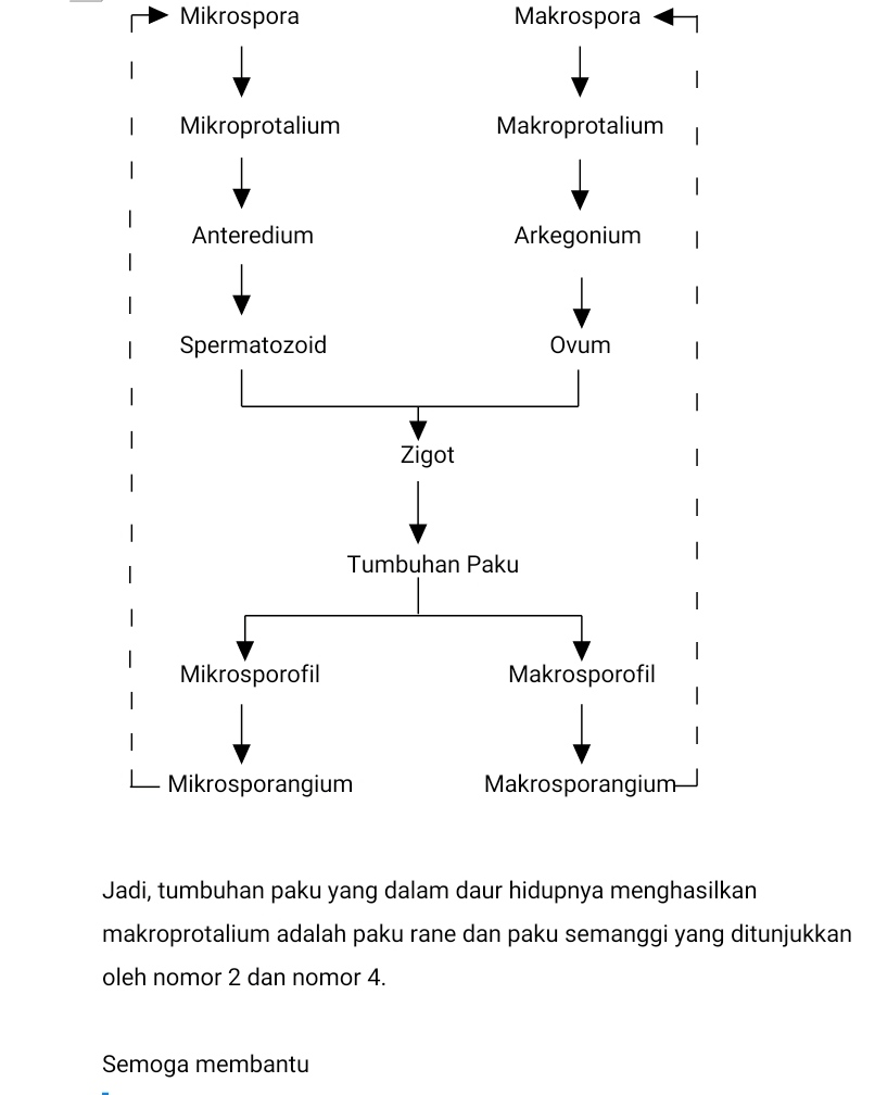 Tumbuhan paku yang dalam daur hidupnya dapat mengh...
