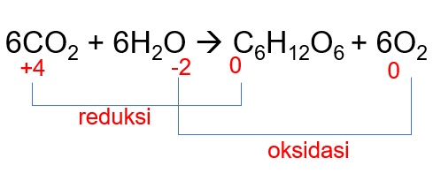 Reaksi pengubahan air dan CO2 menjadi O2 dan gluko...