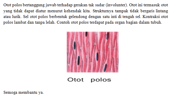 gambar jaringan otot polos...