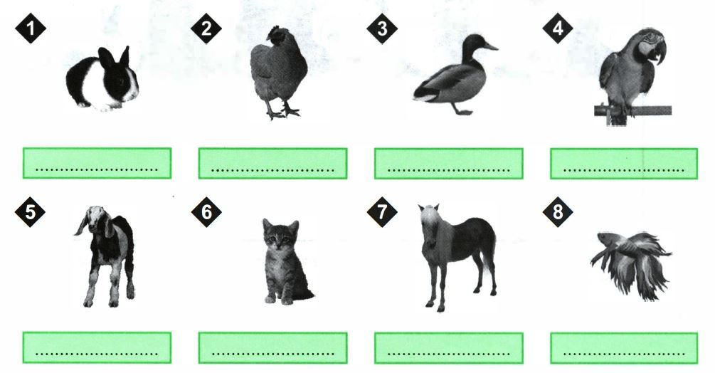 Here are some pets. Observe the pictures and label...