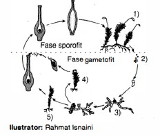 Fase daur hidup tumbuhan lumut yang bersifat diplo...