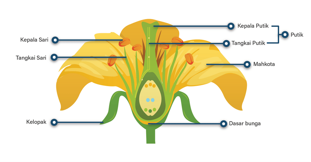 Gambarkan bunga dan bagiannya serta jelaskan fungs...