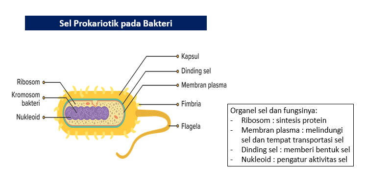 berikan contoh sel prokariotik!...