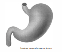 Berdasarkan gambar organ tersebut, gerakan peluma...