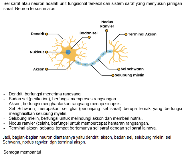 Gambar Neuron Beserta Bagian Dan Fungsinya