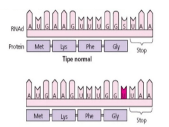 Perhatikan gambar mutasi gen berikut. Pernyataan ...