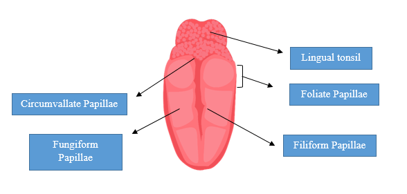 Gambar 1.Morfology lidah beserta keterangan 2.Anat...